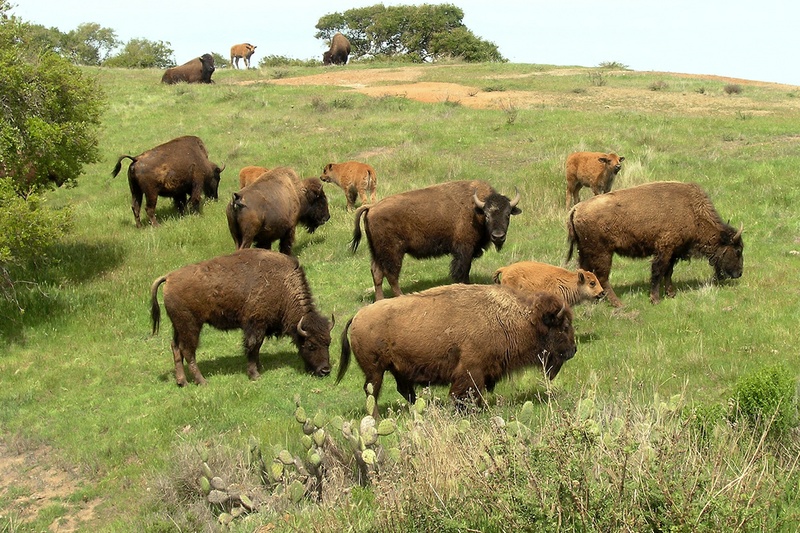 Catalina Island Bison