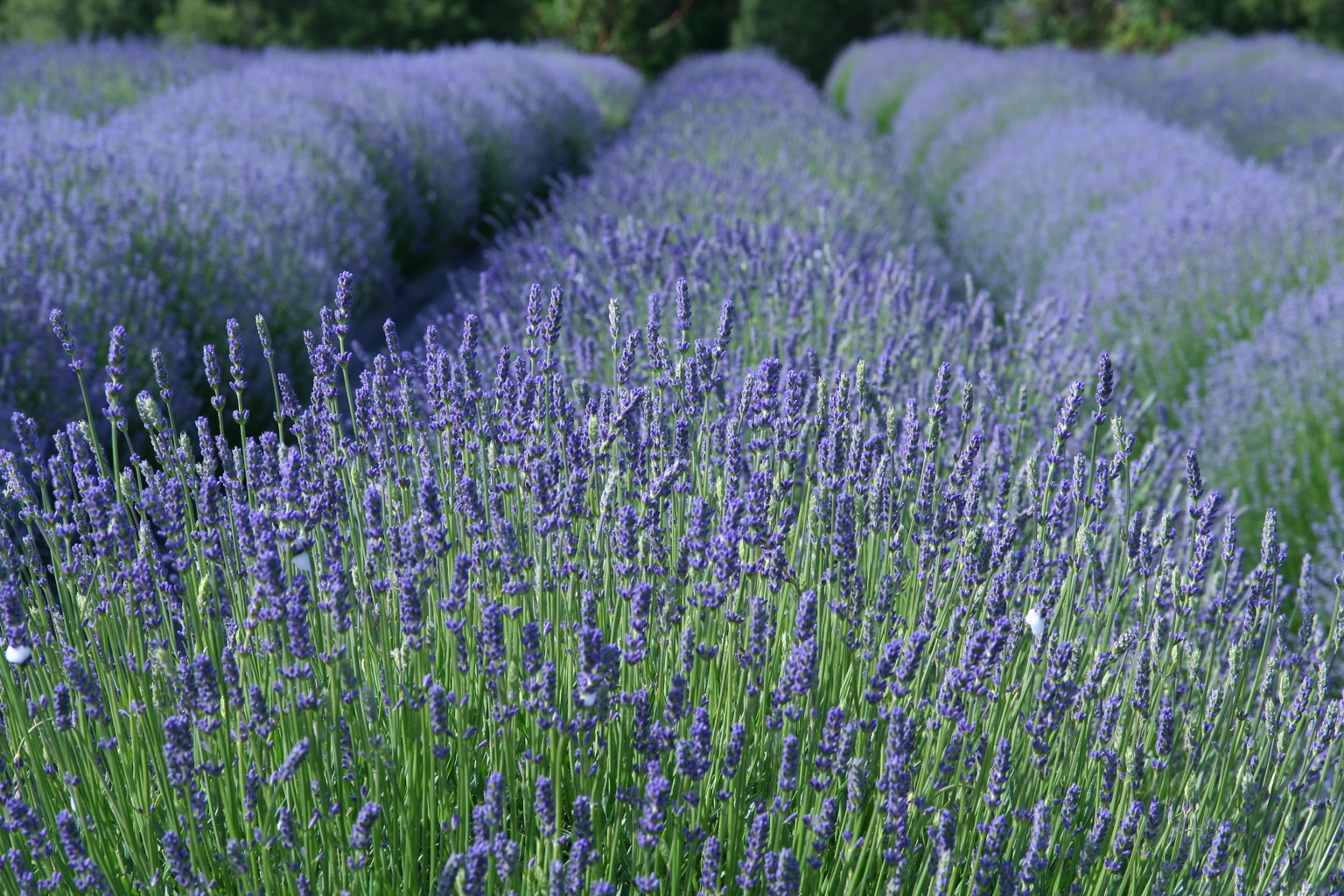 Pelindaba Lavender Farm