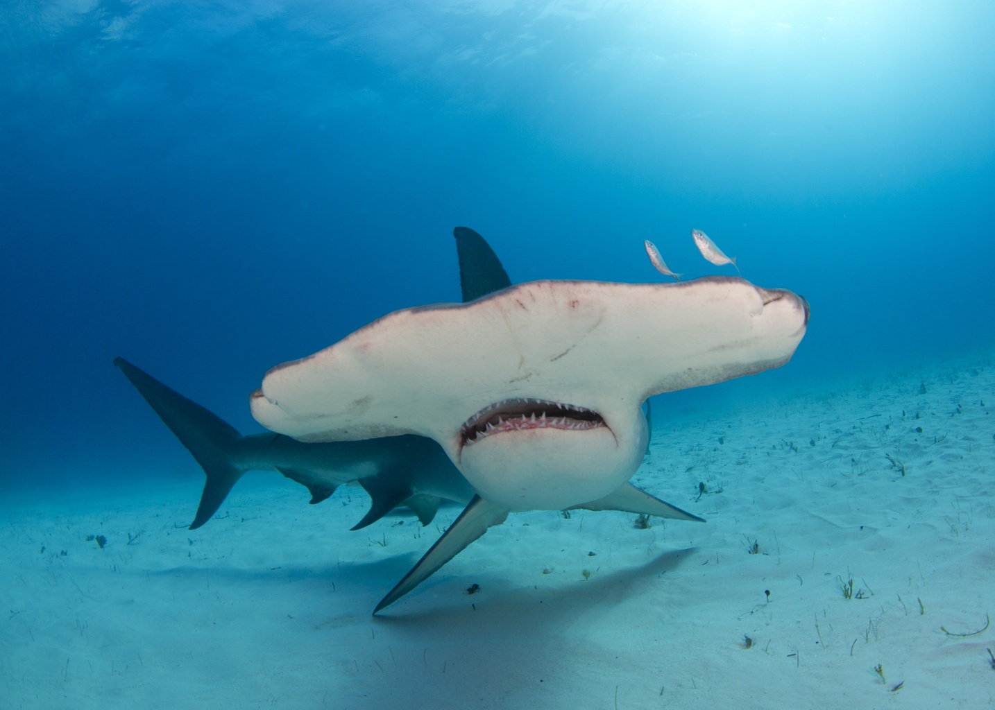 Hammerhead Shark off Bimini Island