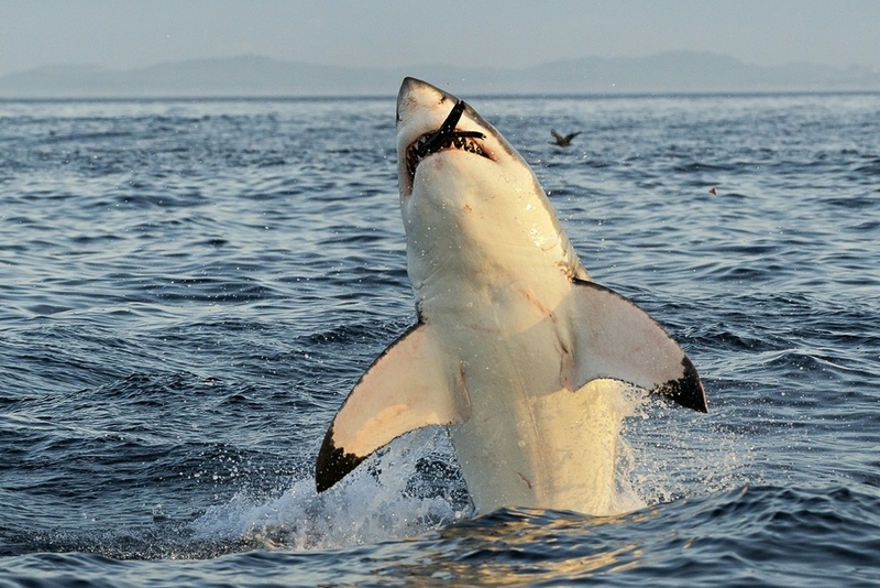 Great White Sharks in False Bay