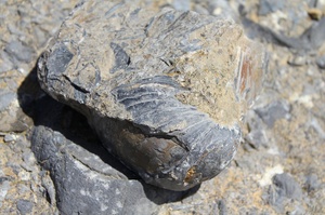 Fossil Cliffs