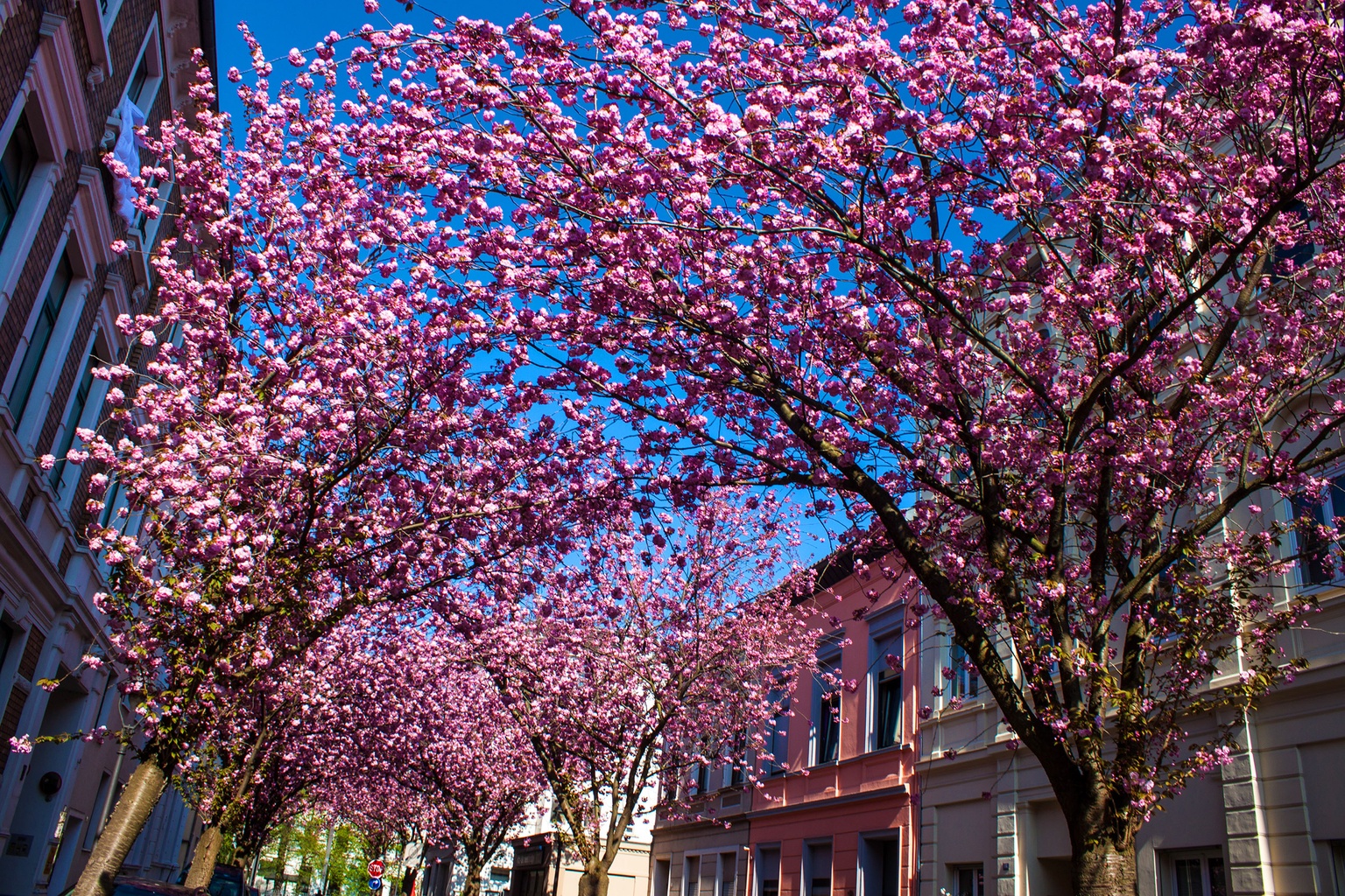 Cherry Blossoms in Bonn