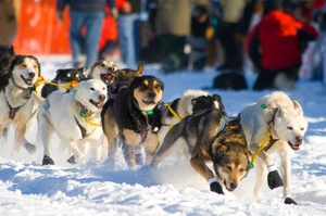 Iditarod Trail Sled Dog Race