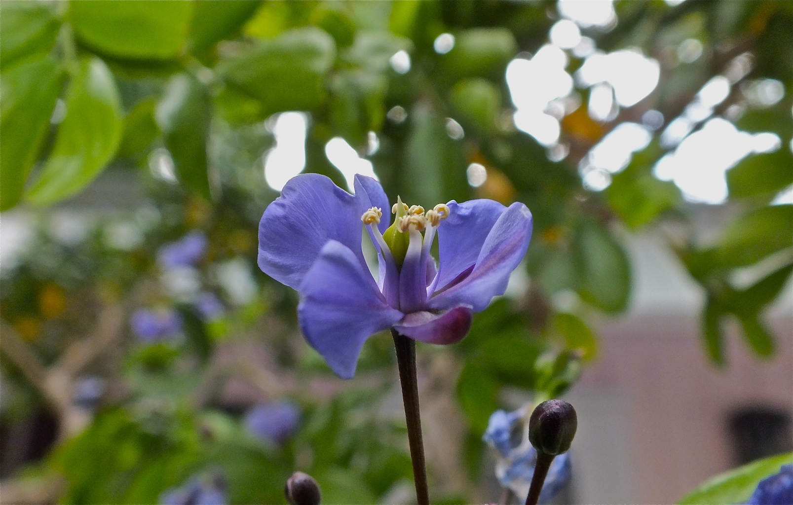 Lignumvitae Key Botanical State Park