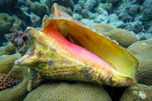 Belize's Barrier Reef