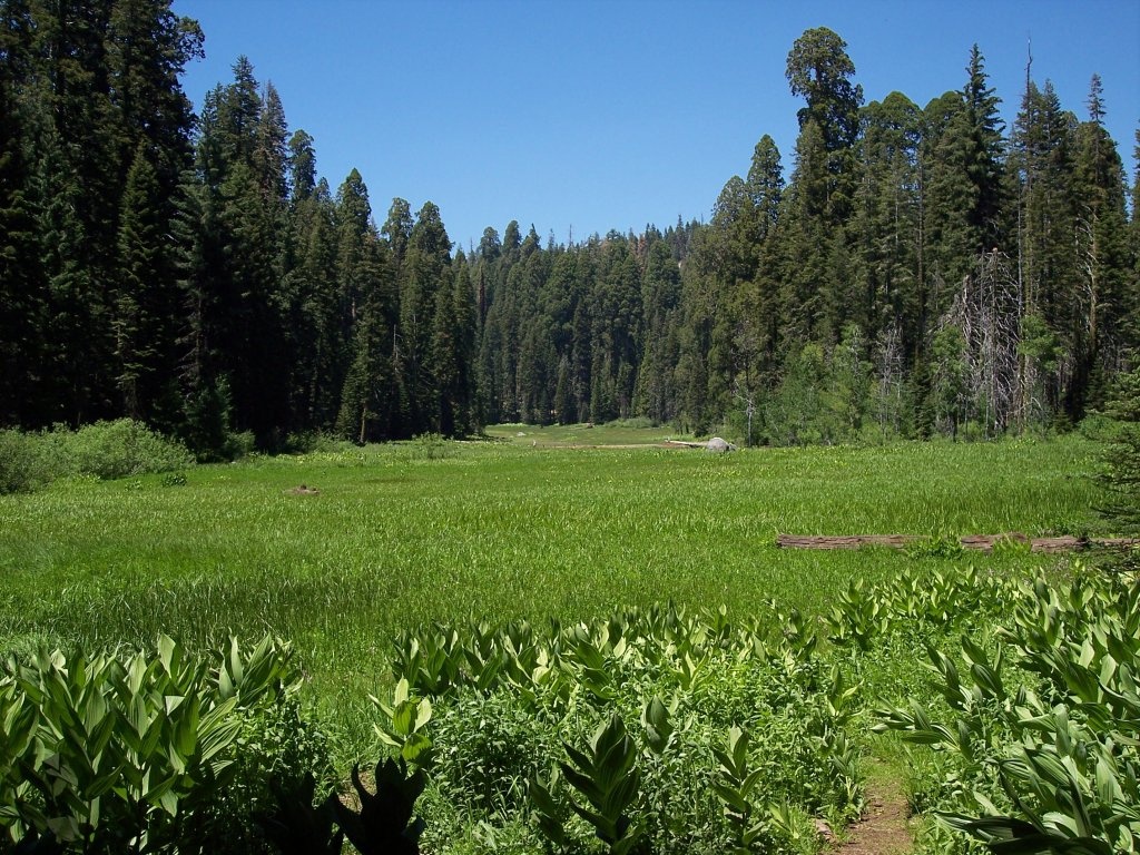 Crescent Meadow and Tharp’s Log