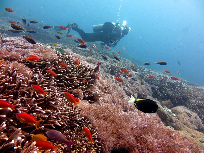 Drift Diving