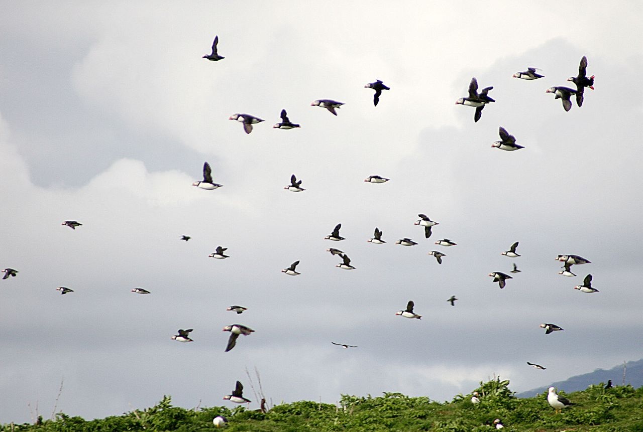 Puffins near Akurey
