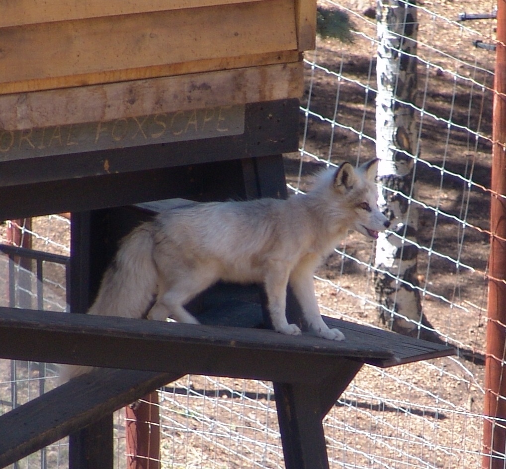 Colorado Wolf & Wildlife Center