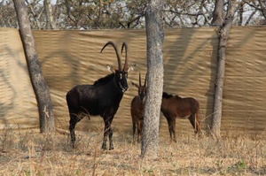 Cangandala National Park