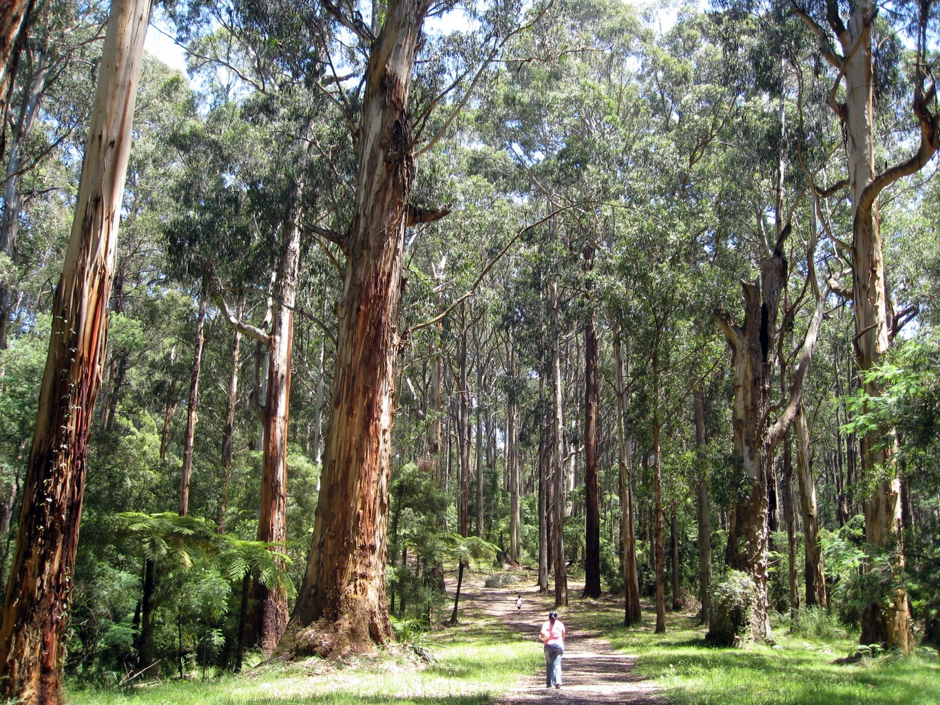 Dandenong Ranges National Park