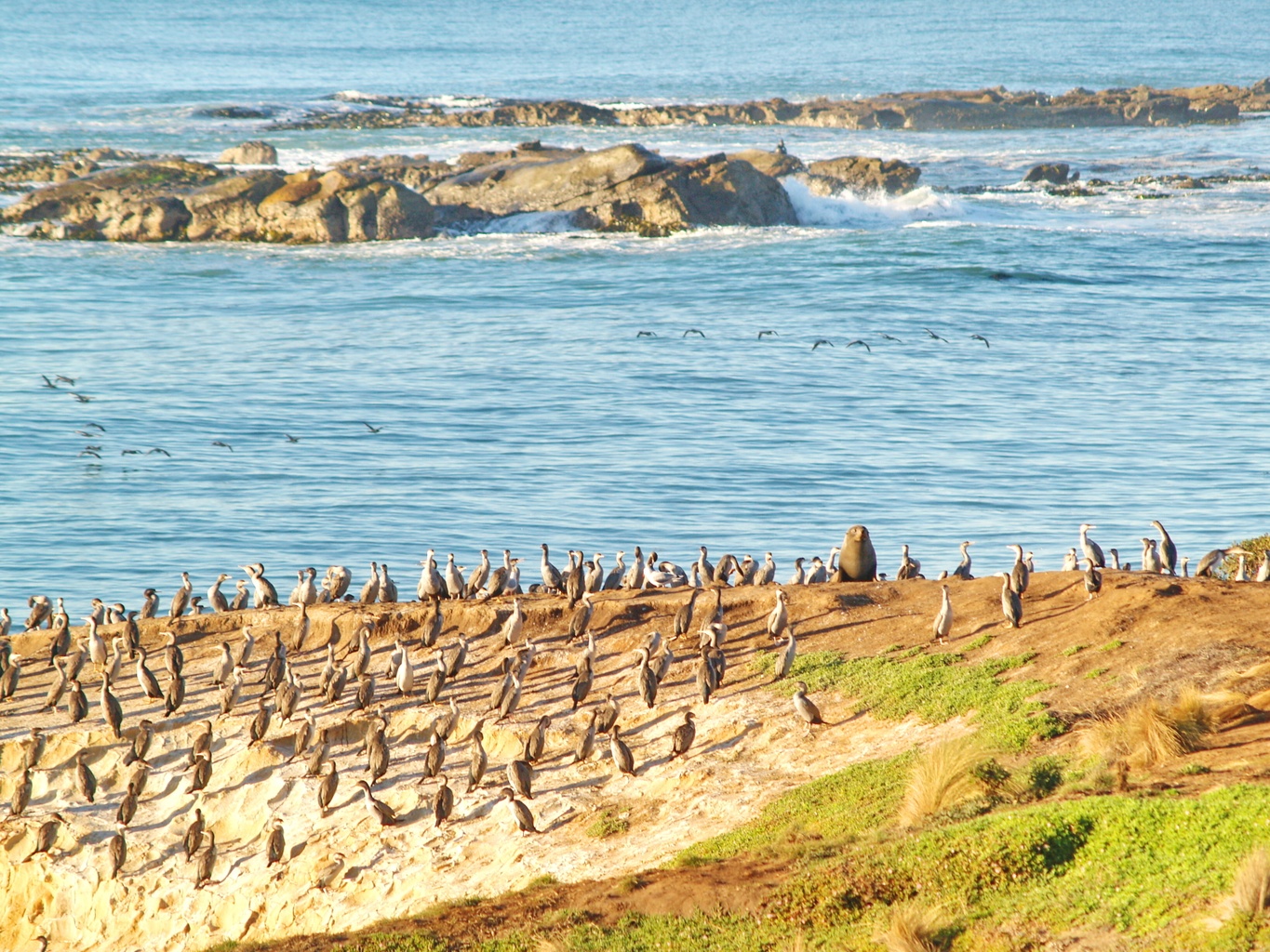 Korora (Little Blue) Penguins in New Zealand
