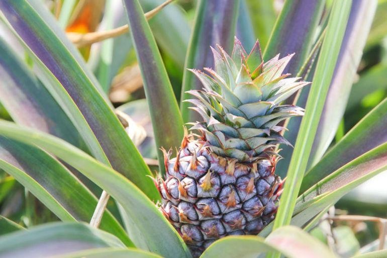 Tagaytay Ridge Tour from Manila: Palace in the Sky, Taal Volcano and ...