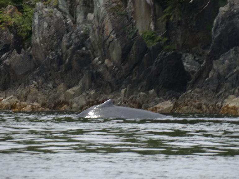 Ketchikan Shore Excursion: Zodiac Boat Wilderness Adventure