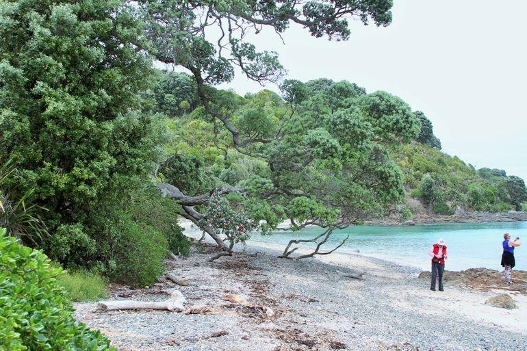 Tiritiri Matangi Island Day Trip from Auckland with Optional Guided Walk