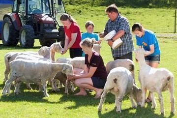 Agrodome Sheep Show and Farm Tour - Rotorua