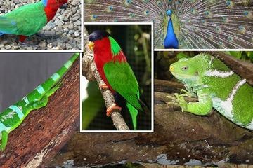Fiji Day Trip to Kula Eco Park and Local Village