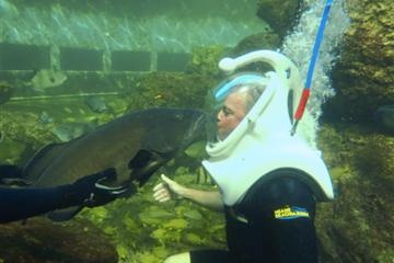 Underwater Helmet-Diving Experience at the Miami Seaquarium