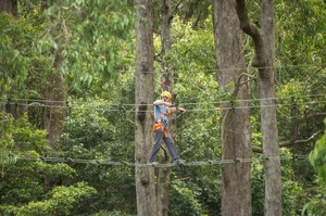 Illawarra Fly Treetop Walk & Zipline