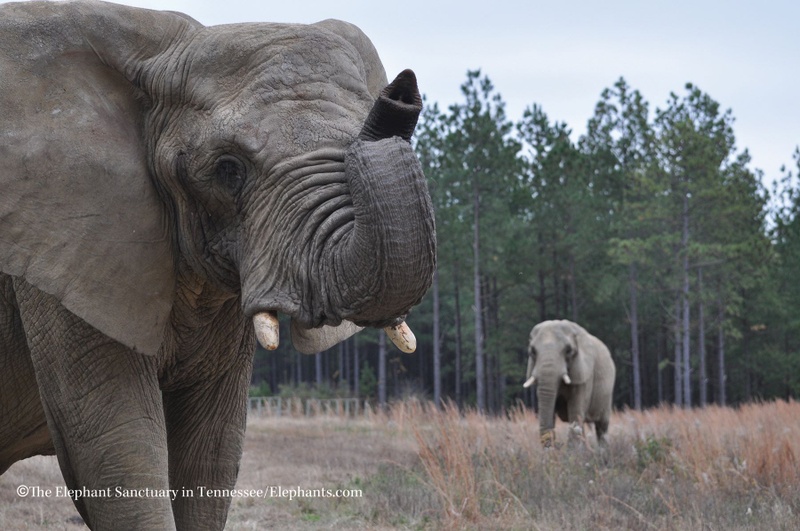 The Elephant Sanctuary in Tennessee