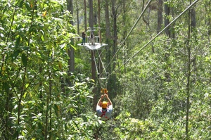 Illawarra Fly Treetop Walk & Zipline