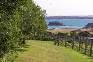 Cable Bay Vineyard