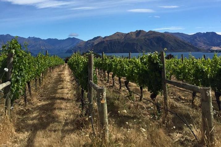 Wanaka Wine Region