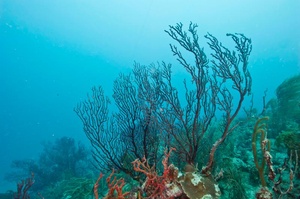 Virgin Islands Coral Reef National Monument