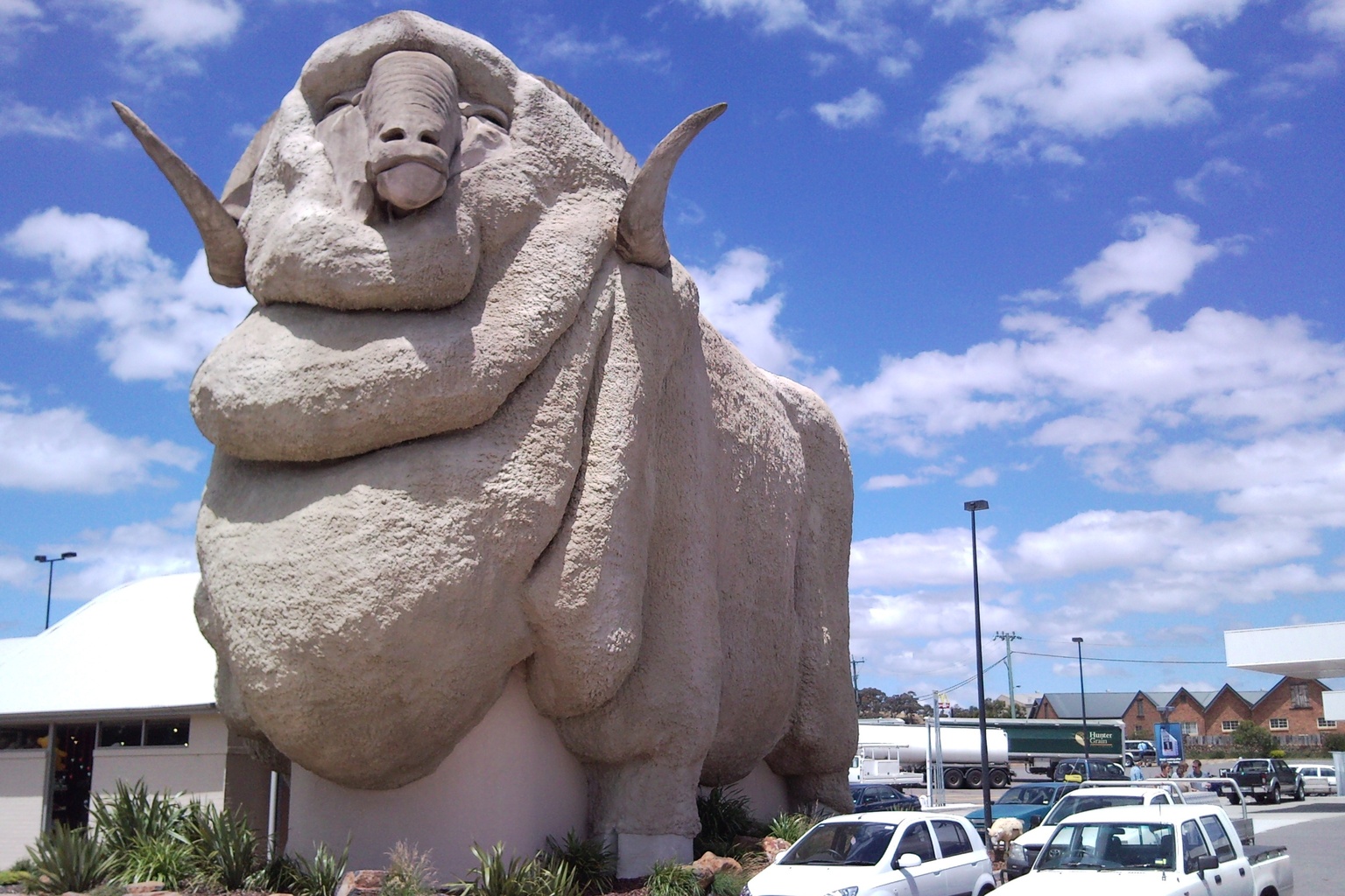 The Big Merino