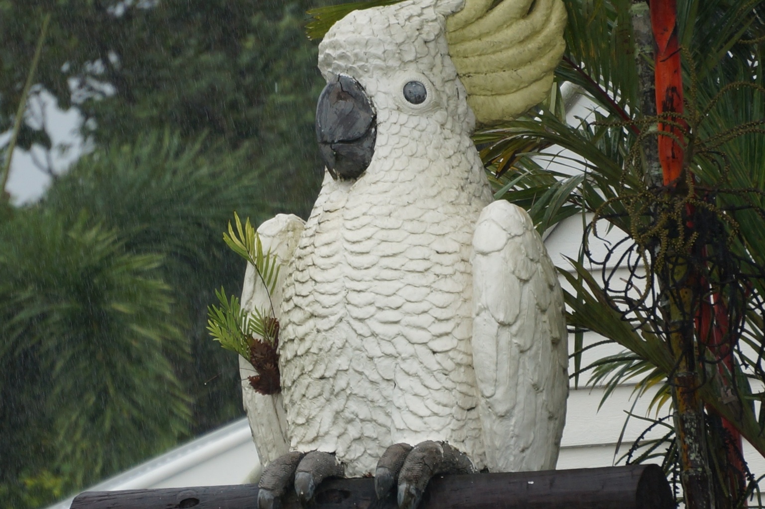 The Big Cockatoo in Mossman