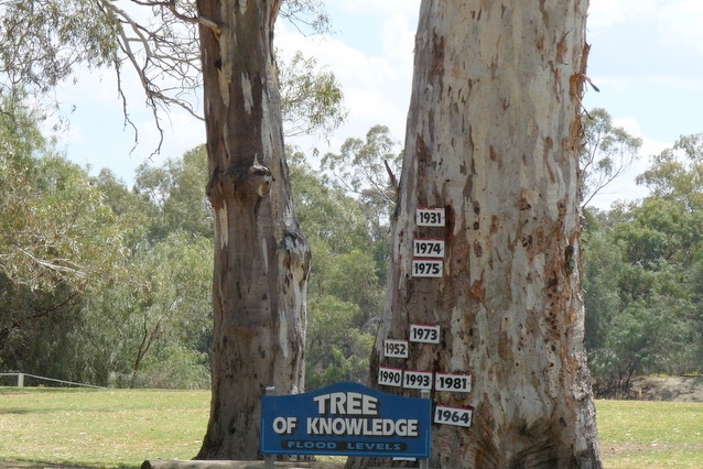 Loxton Tree of Knowledge