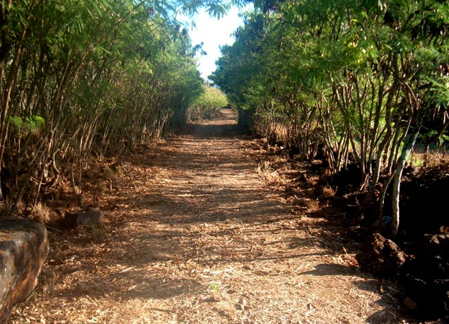 Luahine Alapii (Hapa Trail)