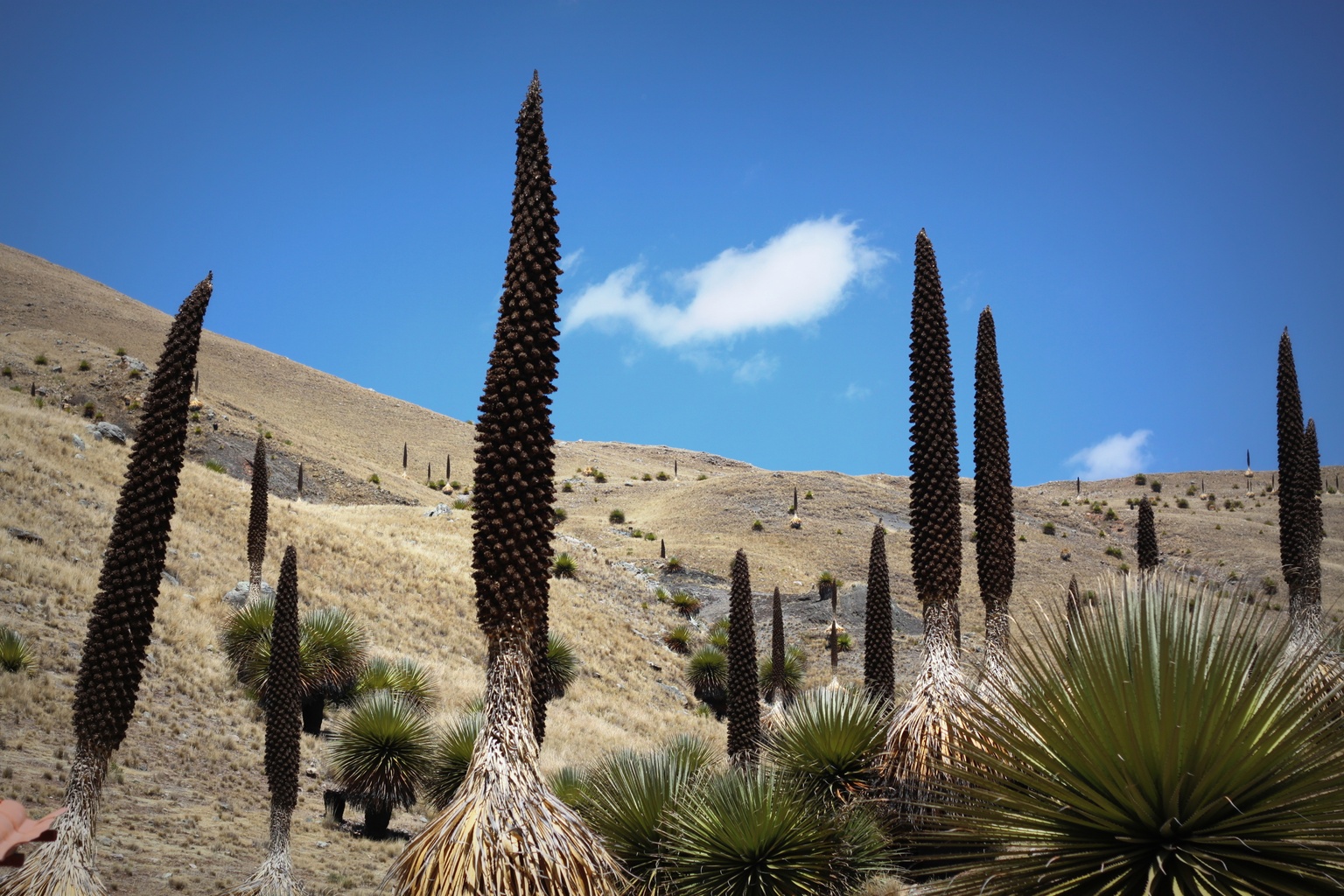 Puyas Raimondi plants