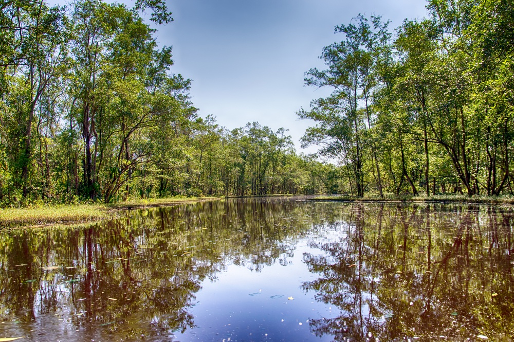 Matapica Swamps