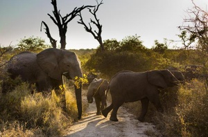 Kruger National Park