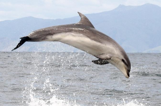 Captain Cook and Dolphin Cruise