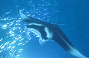 Manta Rays off Kona Coast