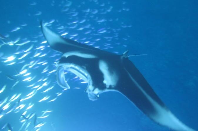 Manta Magic - Night Manta Ray Snorkel