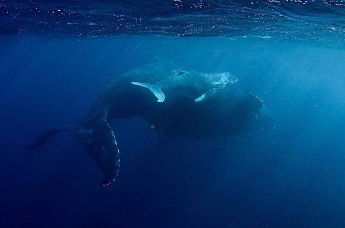 Whale Shark and Humpback Whale Day Trip Aug - Sept