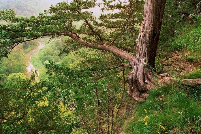 Yellow River State Forest
