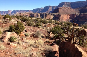Coconino Saddle and/or Horseshoe Mesa (Grandview Trail)