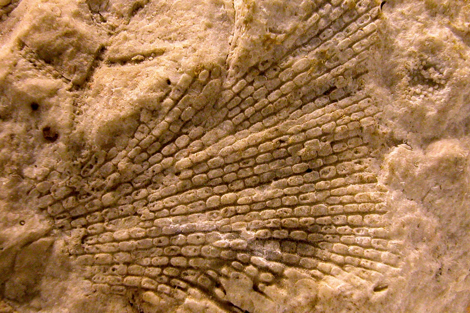 Park Ranger Guided Fossil Walk (South Rim)