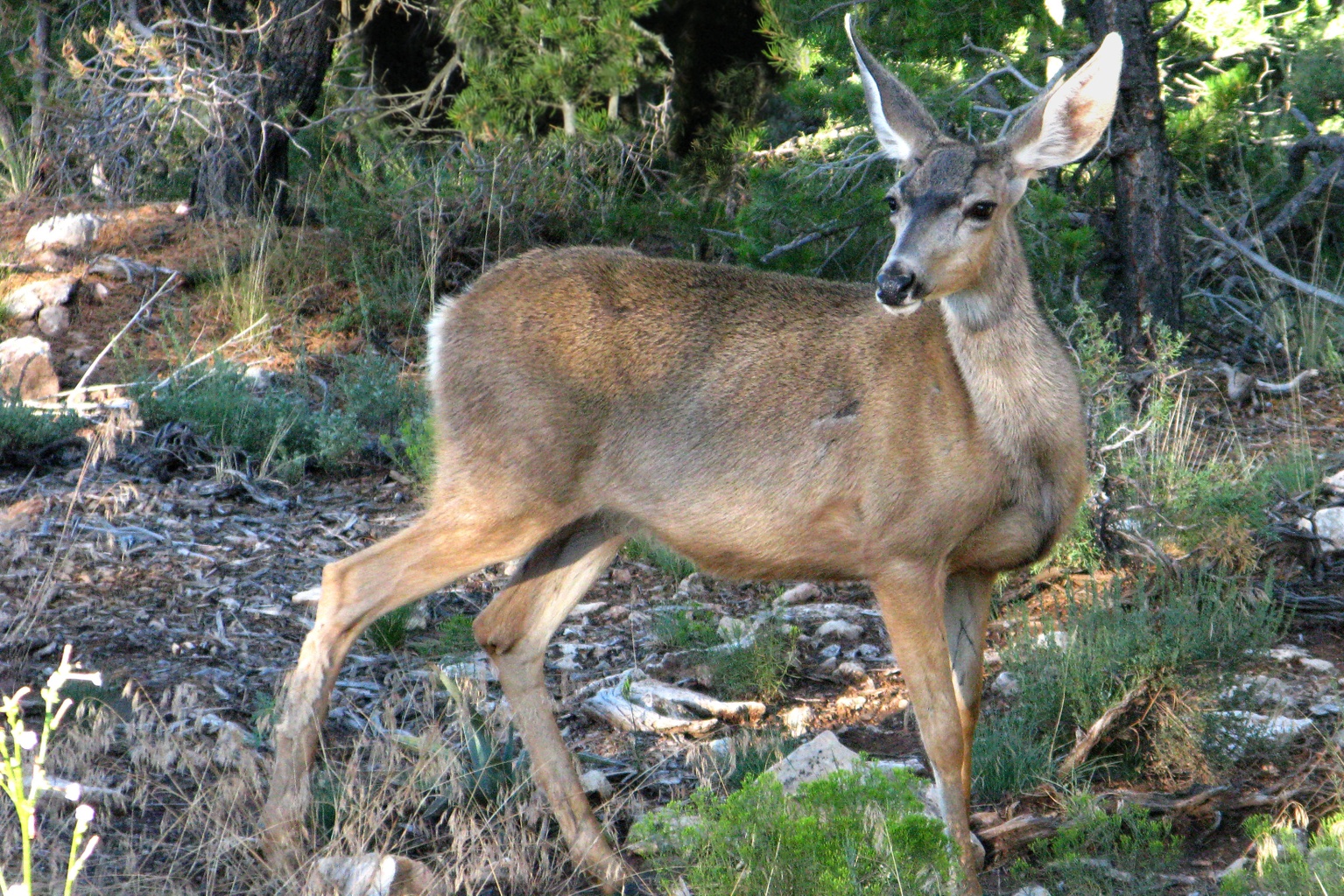 Park Ranger Guided Critter Chat (South Rim)