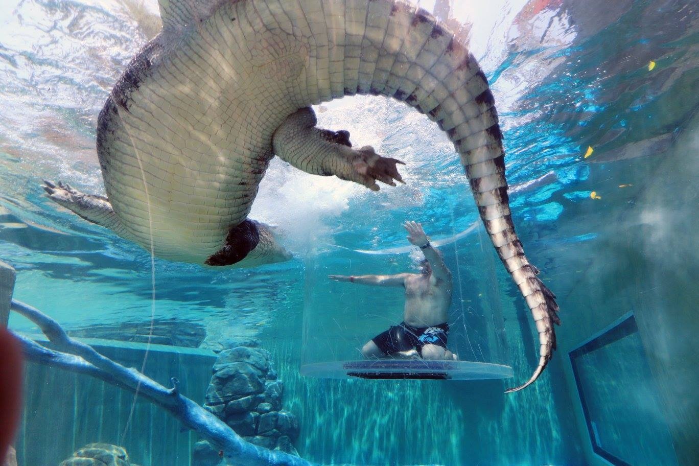 Crocodiles at Crocosaurus Cove (Cage of Death)