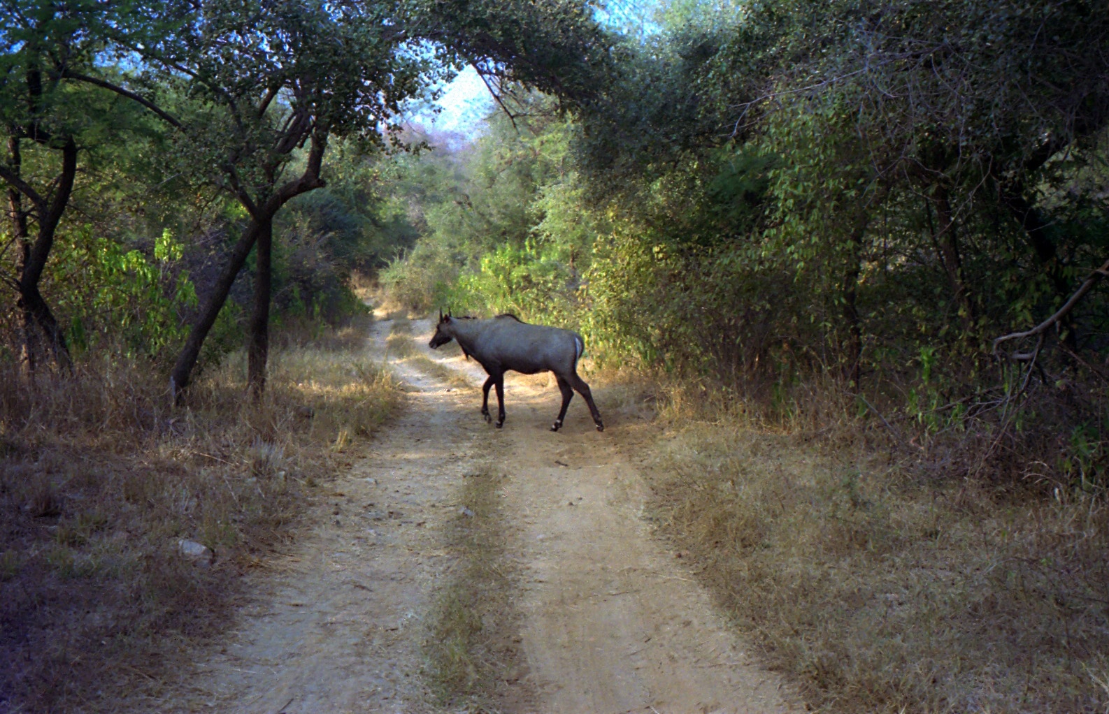 Sariska Tiger Reserve