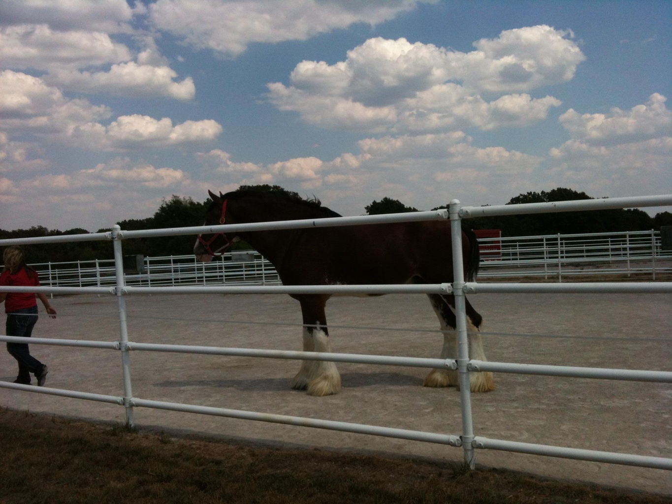 Warm Springs Ranch Clydesdale Farm