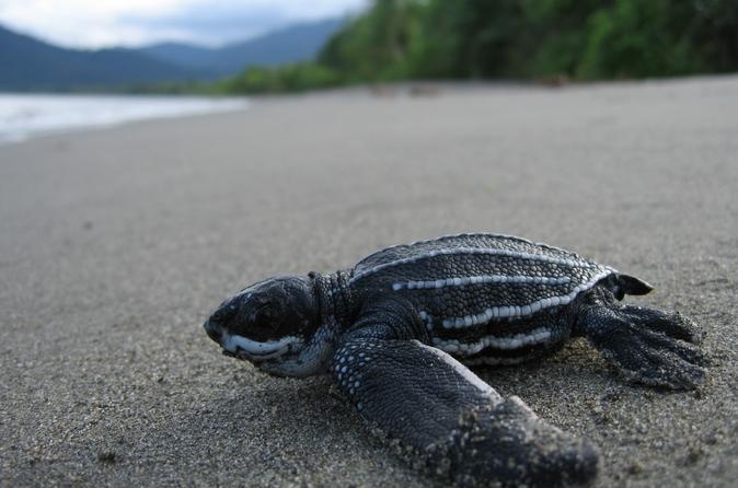 Turtle Watching Adventure in Trinidad