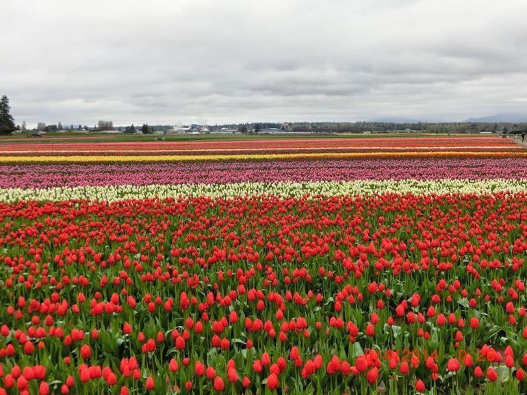 Skagit Valley Tulip Festival Day Trip from Seattle