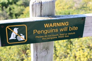 Penguins at Boulders Beach