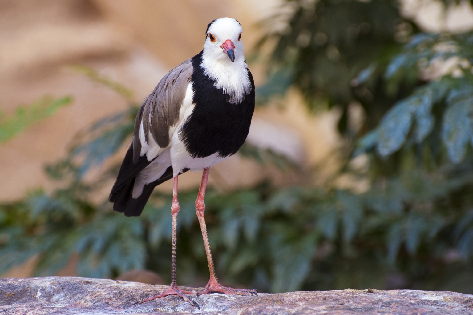 Bururi Natural Reserve